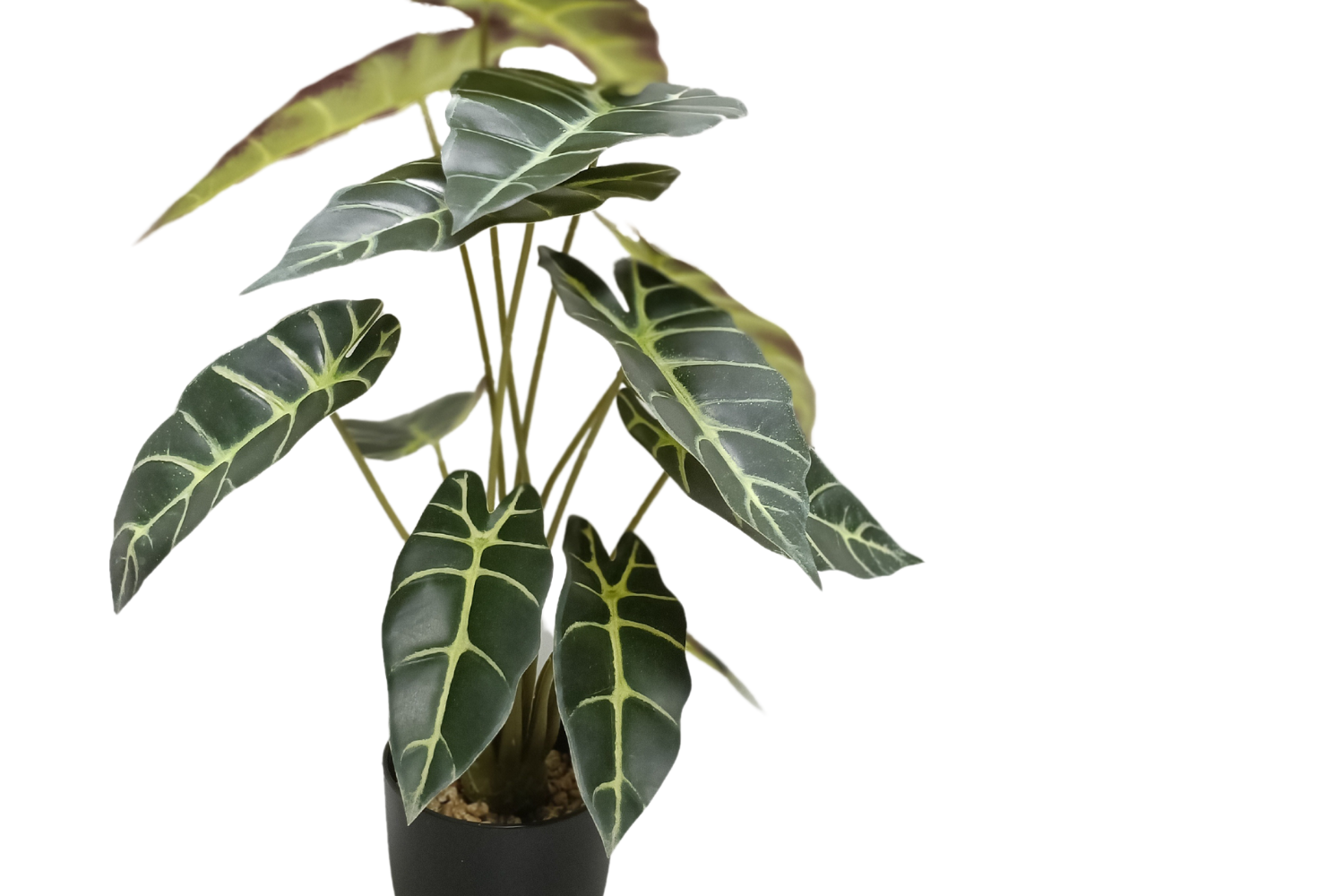 ARTIFICIAL PLANT Alocasia with Block Pot-iFurniture-The largest ...